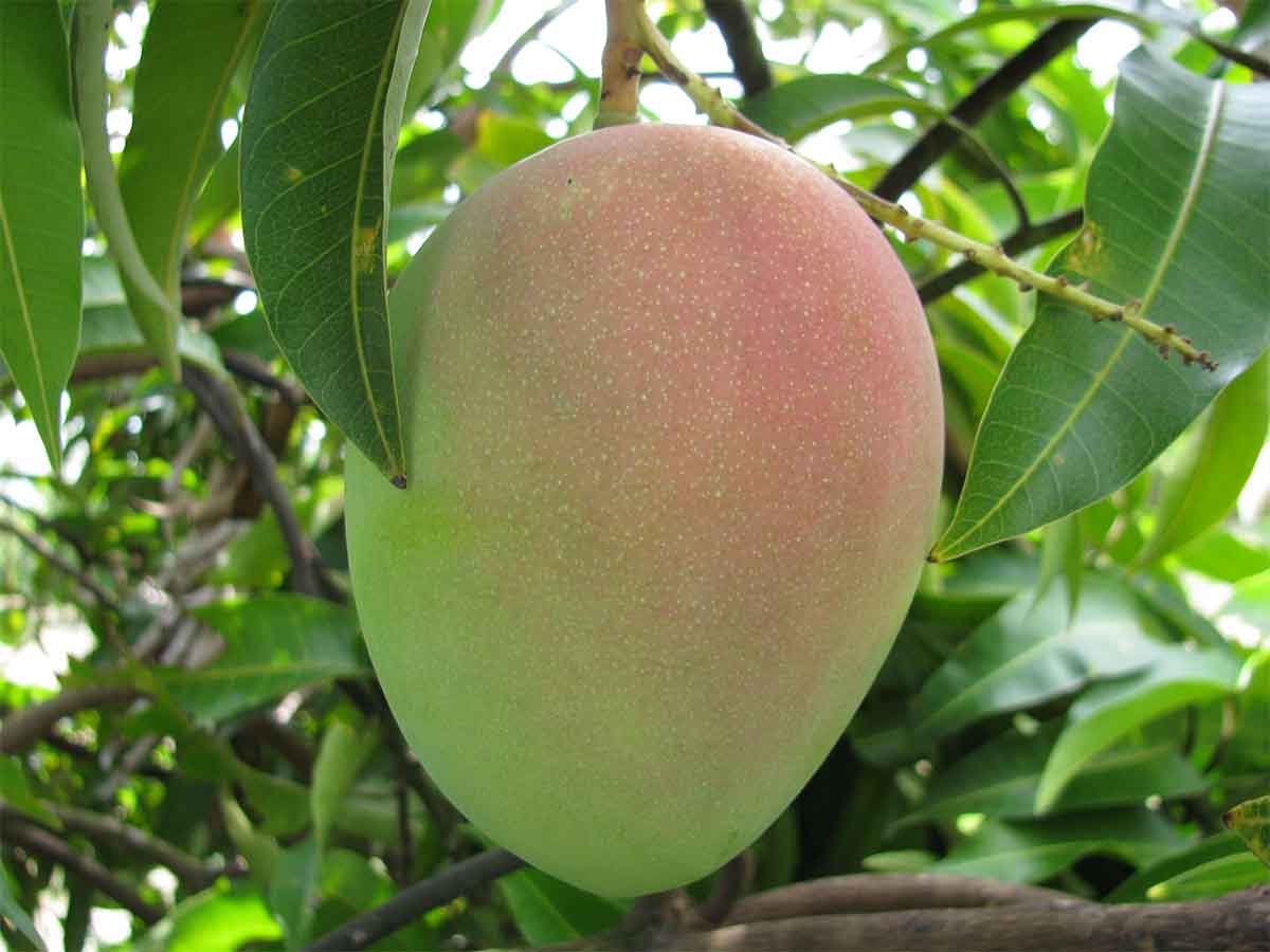 Green light for Territory mangoes market access | Department of ...