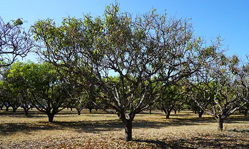 Progress on the Mango Twig Tip Dieback (MTTD) Project | Department of ...