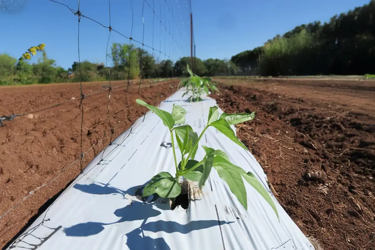 New weeds project to trial anaerobic soil disinfestation as a “next ...