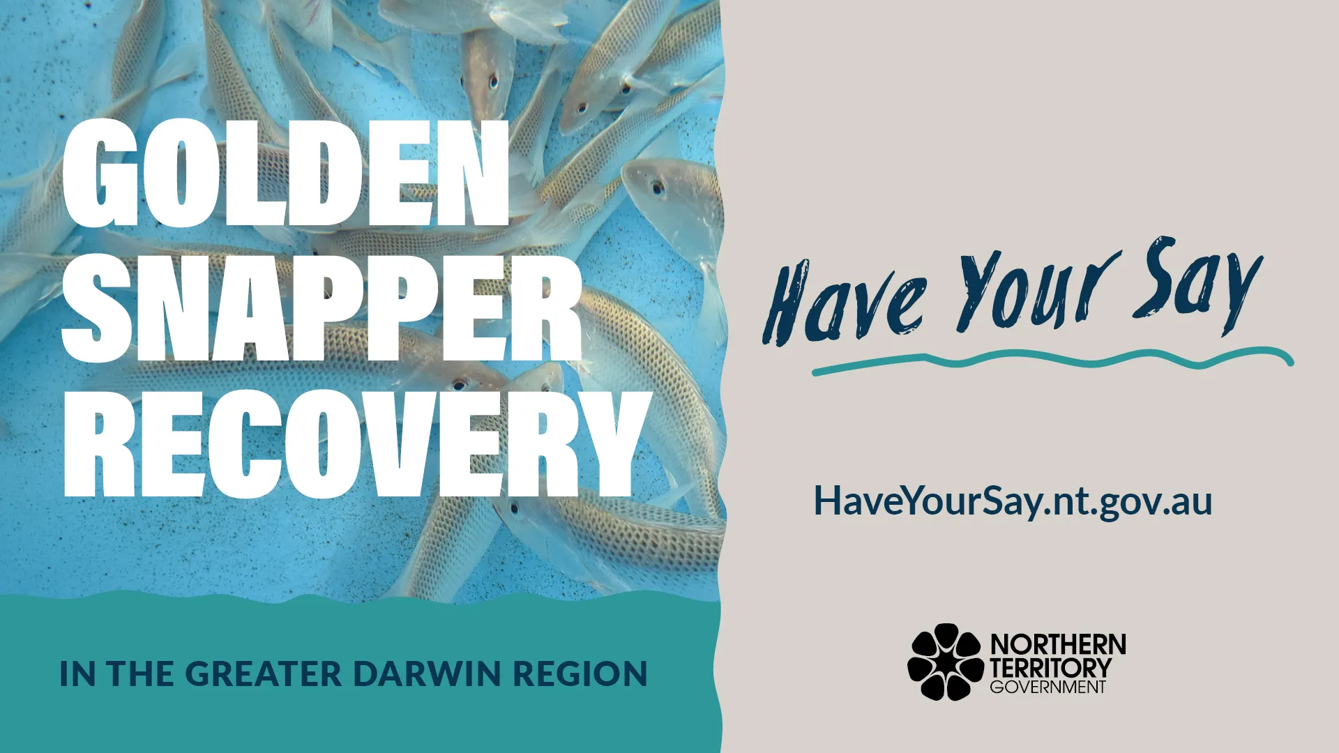 Have Your Say: Golden snapper | Department of Agriculture and Fisheries