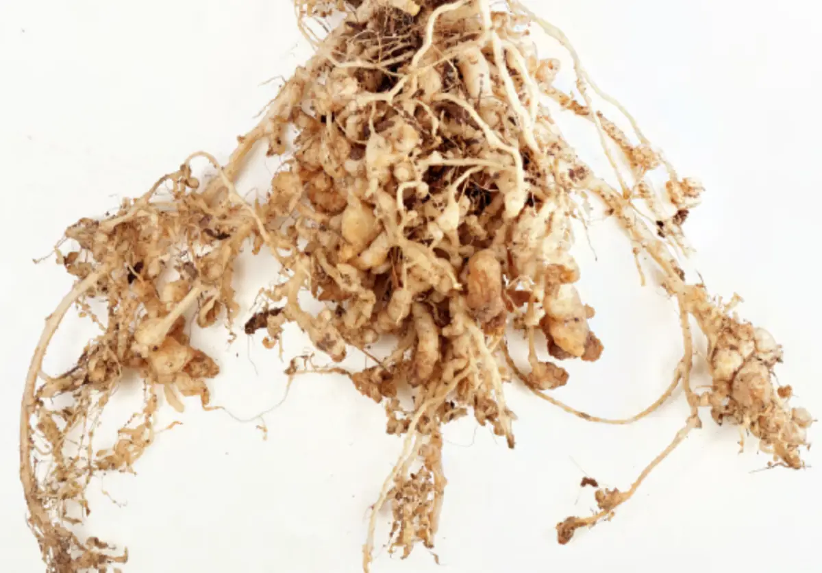 Guava root-knot nematode surveys | Department of Agriculture and Fisheries