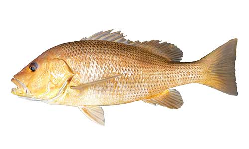 Coastal line fishery stock assessment released | Department of ...
